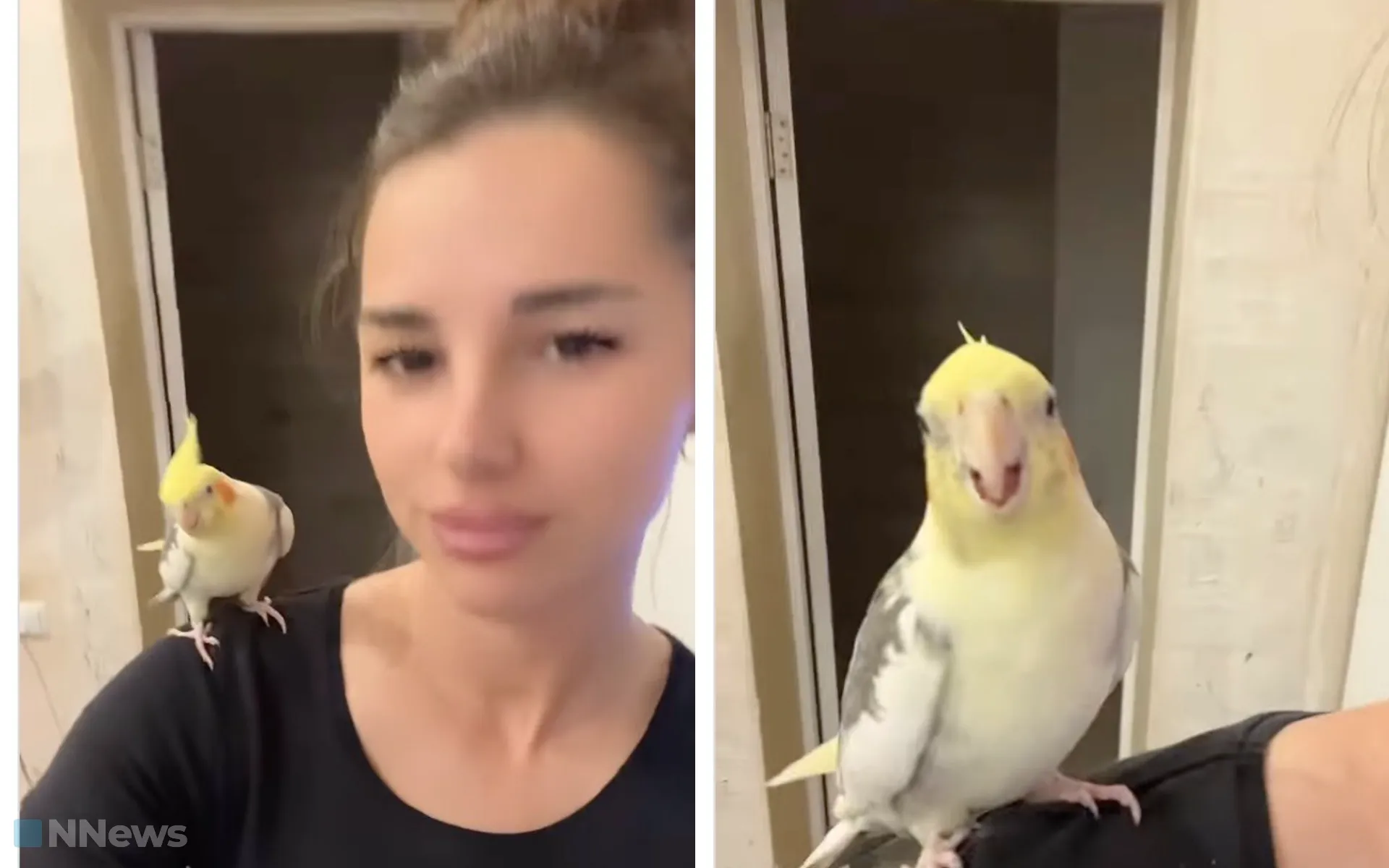 Дівчина та її папуга підспівують популярній пісні Lola Broke: відео ...